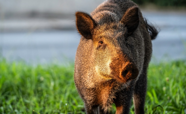 Protect your land with a wild boar-proof fence