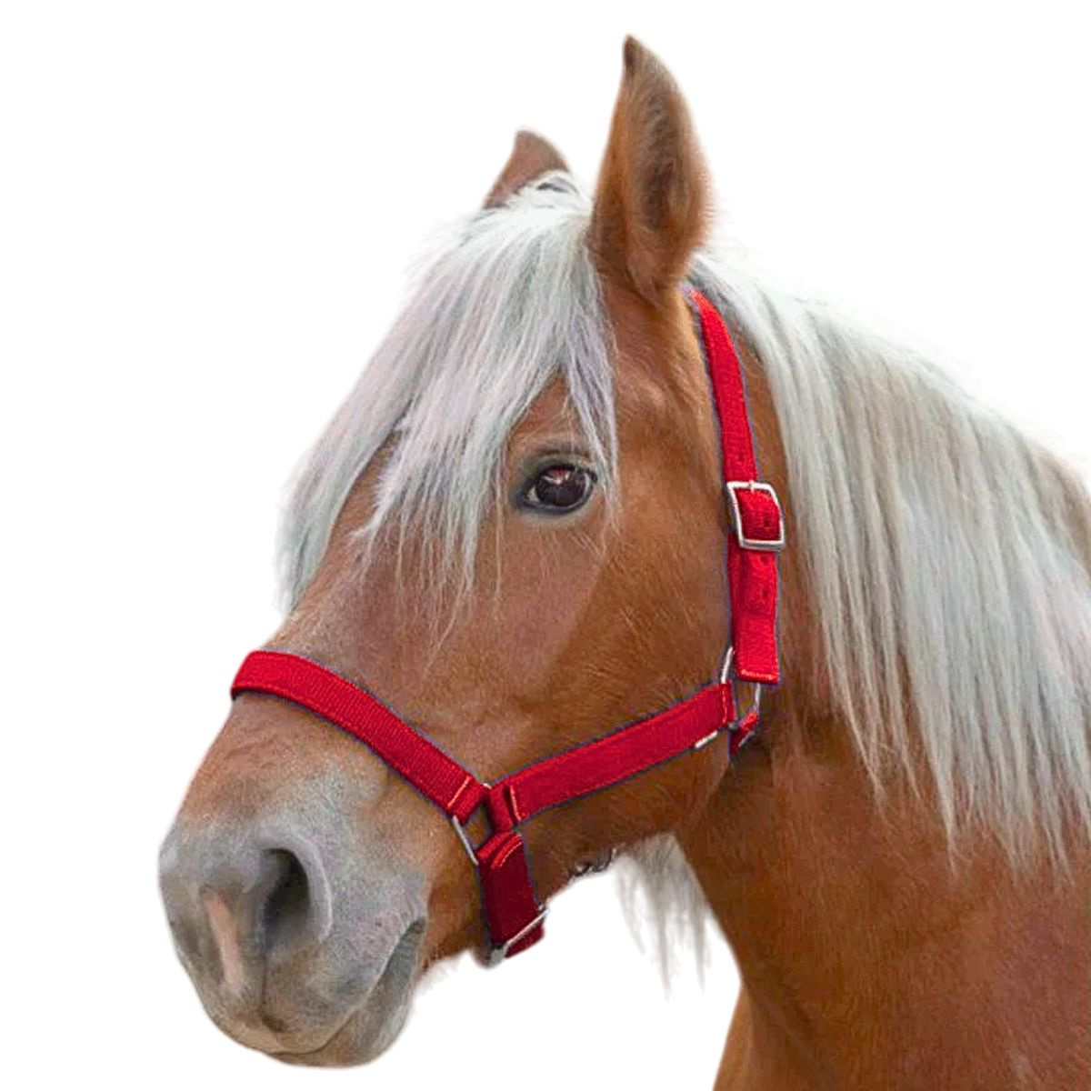 Nylon Halter "Pro" draft horse