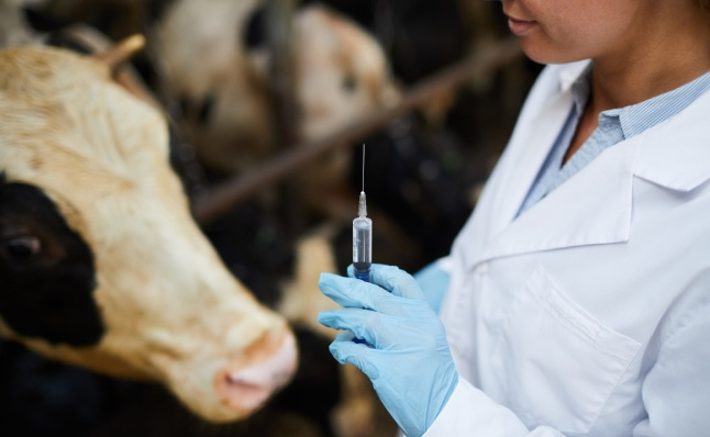 Ideal equipment for sheep vaccination: advice