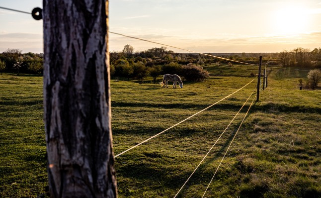 Mobile fences for herds: advantages and information