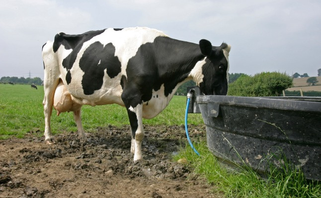 Choose pasture waterers to hydrate cattle in summer